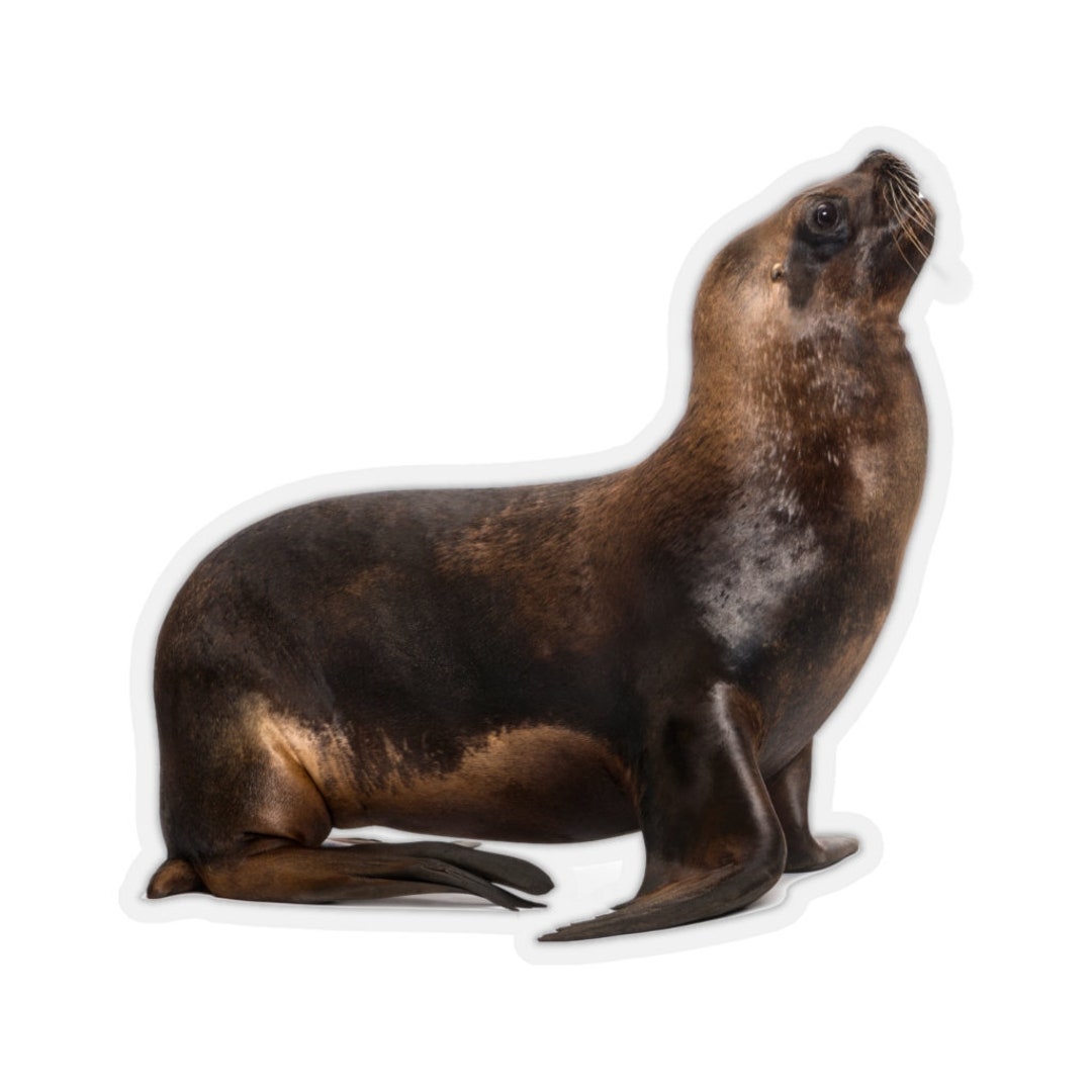 Sea Lion Sticker, Marine Animal Laptop Decal Vinyl Cute Waterbottle ...