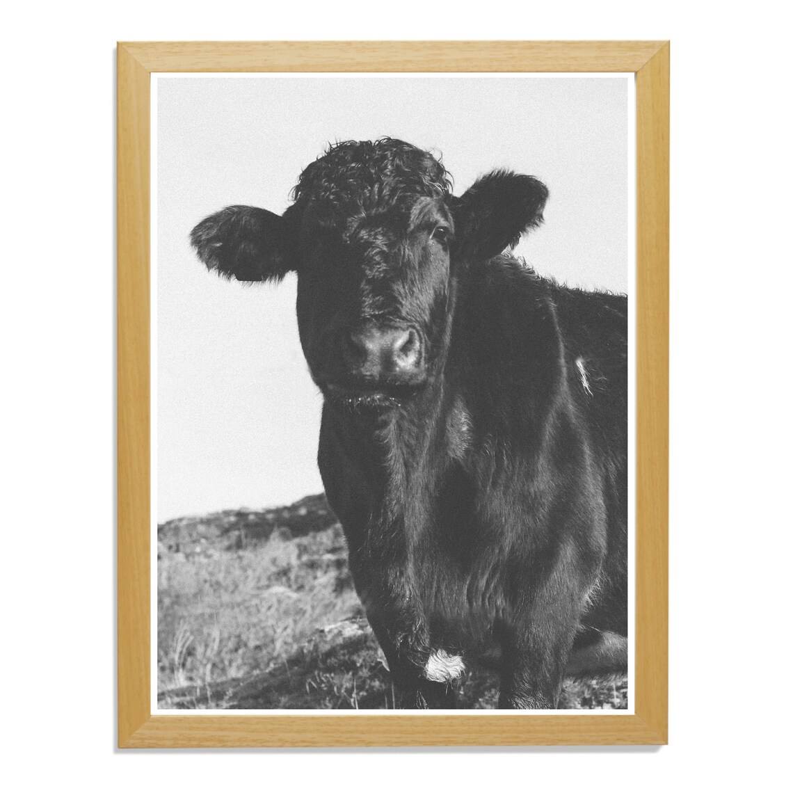 Cow Print, Downloadable Print, Large Poster, Rustic Decor, Farm Animal ...