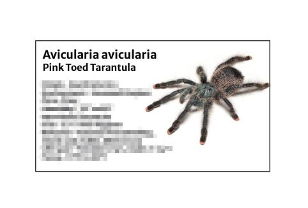 Pink Toed Tarantula -species Tank Identification Cards Waterproof ...