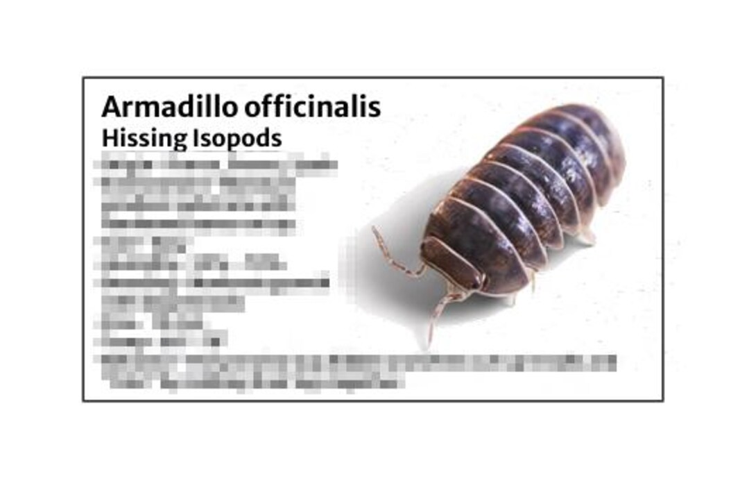 Armadillo -species Tank Identification Cards Waterproof Laminated/bin ...