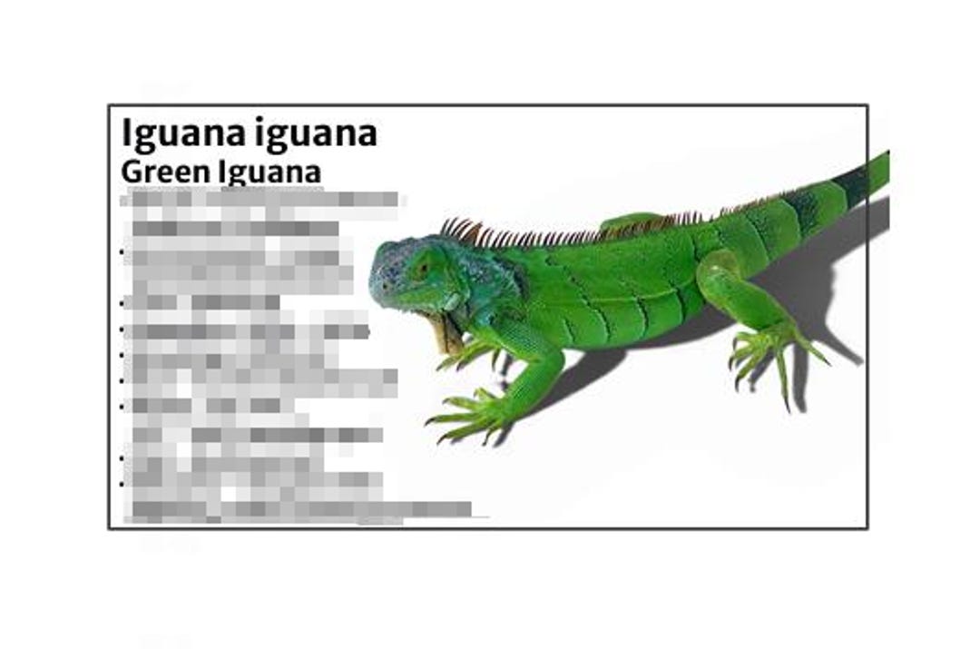 Iguana - Lizards - Species Tank Identification Cards Waterproof ...