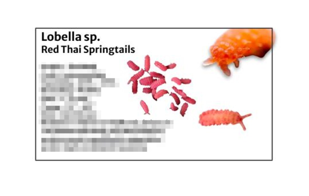 Red Thai Springtails -species Tank Identification Cards Waterproof ...