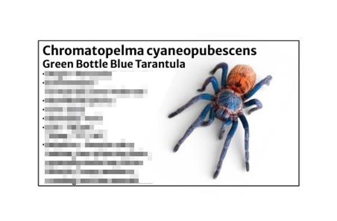 Green Bottle Blue Tarantula -species Tank Identification Cards ...