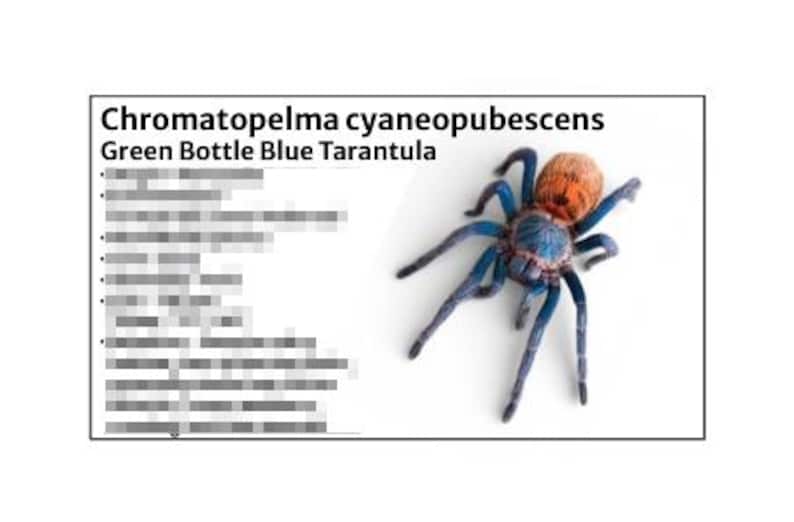 Green Bottle Blue Tarantula -species Tank Identification Cards ...