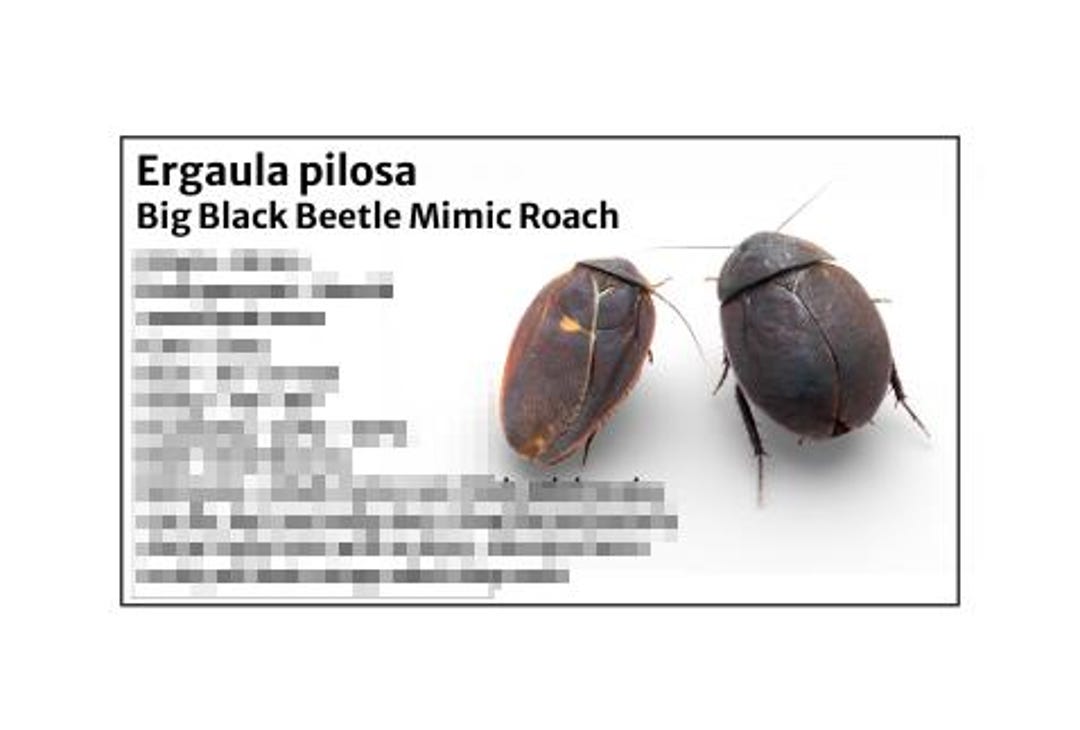 Big Black Beetle Mimic Roach -species Tank Identification Cards ...