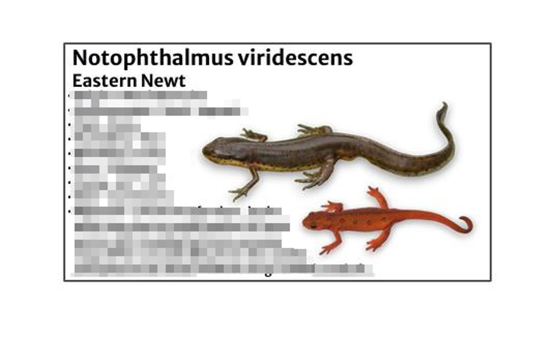 Eastern Newt -species Tank Identification Cards Waterproof Laminated ...