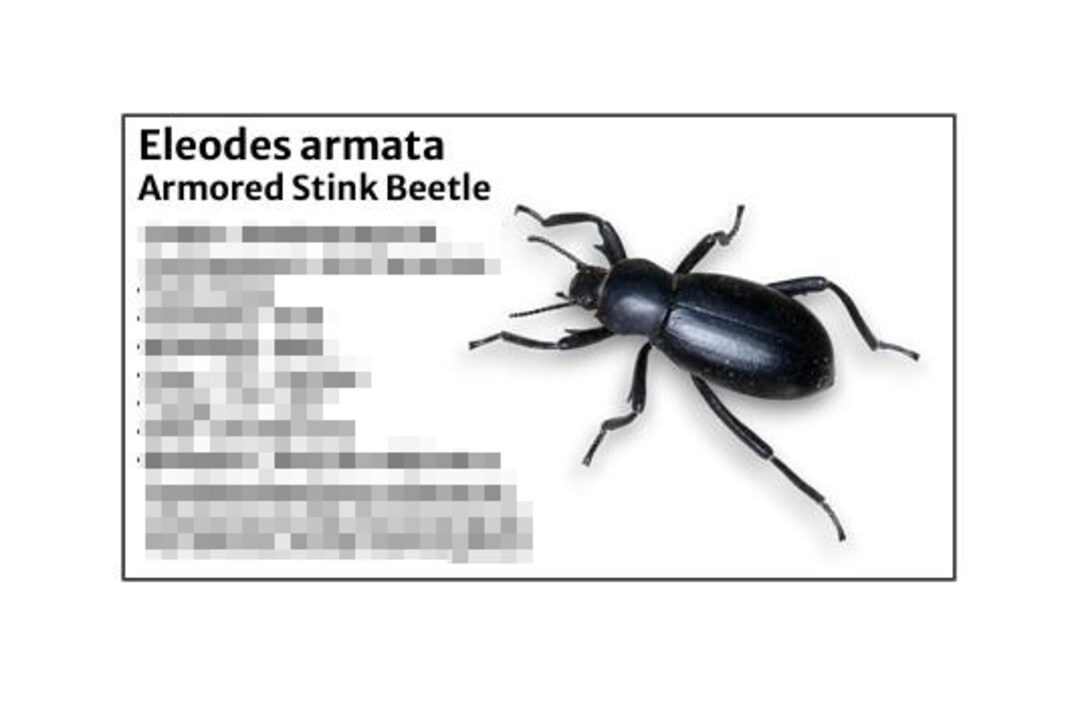 Armored Stink Beetle -species Tank Identification Cards Waterproof ...