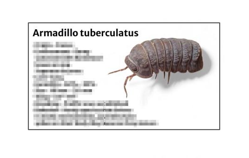 Armadillo -species Tank Identification Cards Waterproof Laminated/bin ...