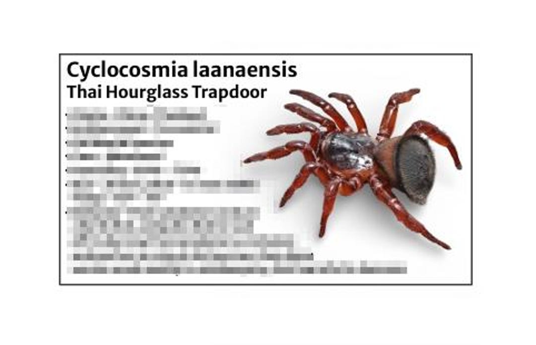 Thai Hourglass Trapdoor Spider -species Tank Identification Cards ...
