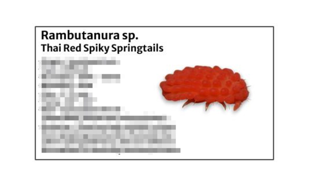 Thai Red Spiky Springtails -species Tank Identification Cards ...