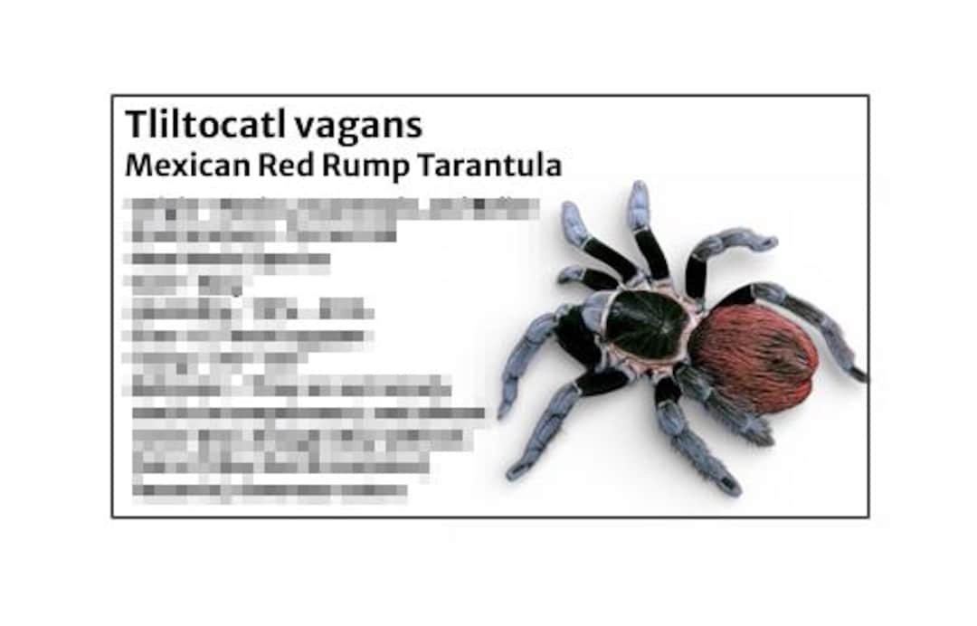 Mexican Red Rump Tarantula-species Tank Identification Cards Waterproof ...