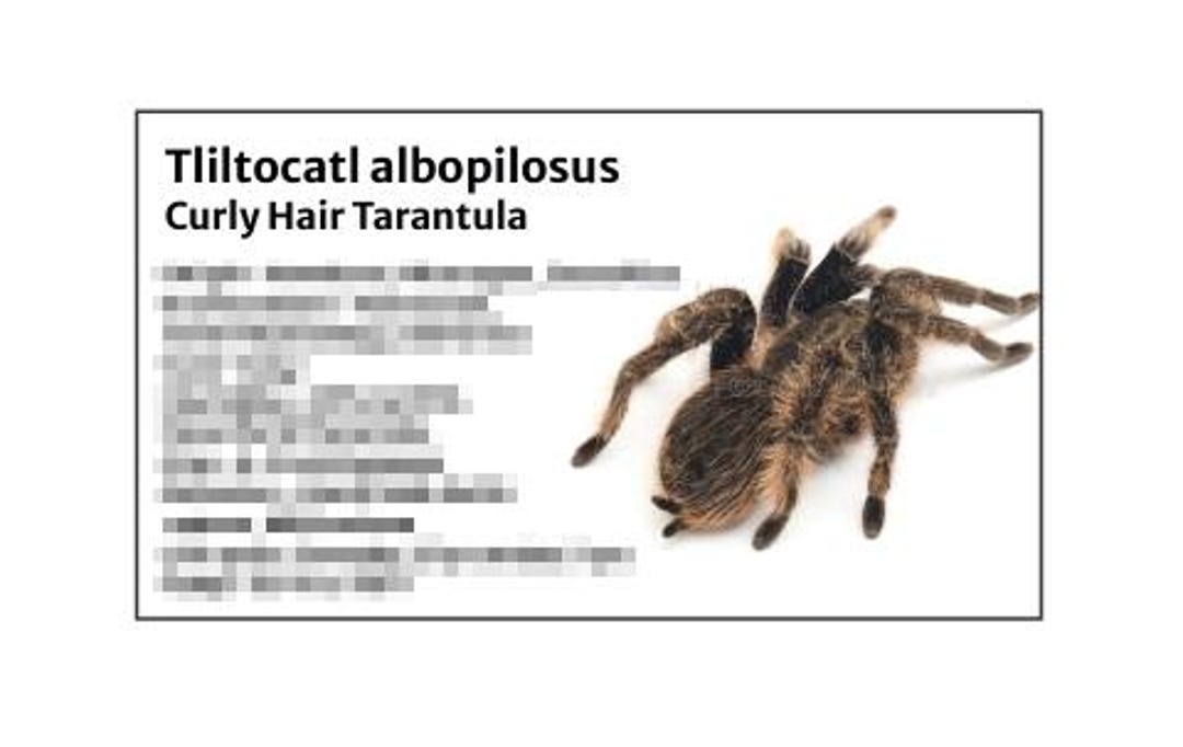 Curly Hair Tarantula -species Tank Identification Cards Waterproof ...