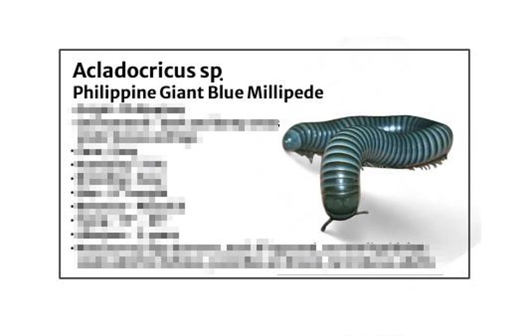 Philippine Giant Blue Millipede -species Tank Identification Cards ...