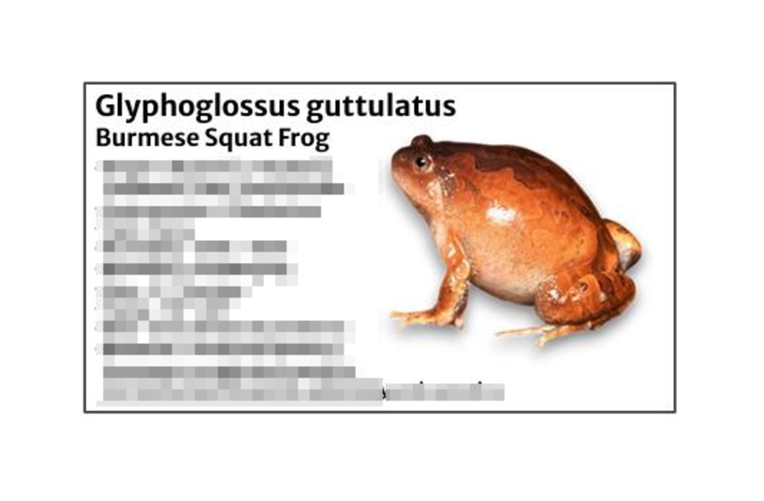 Burmese Squat Frog- Species Tank Identification Cards Waterproof ...
