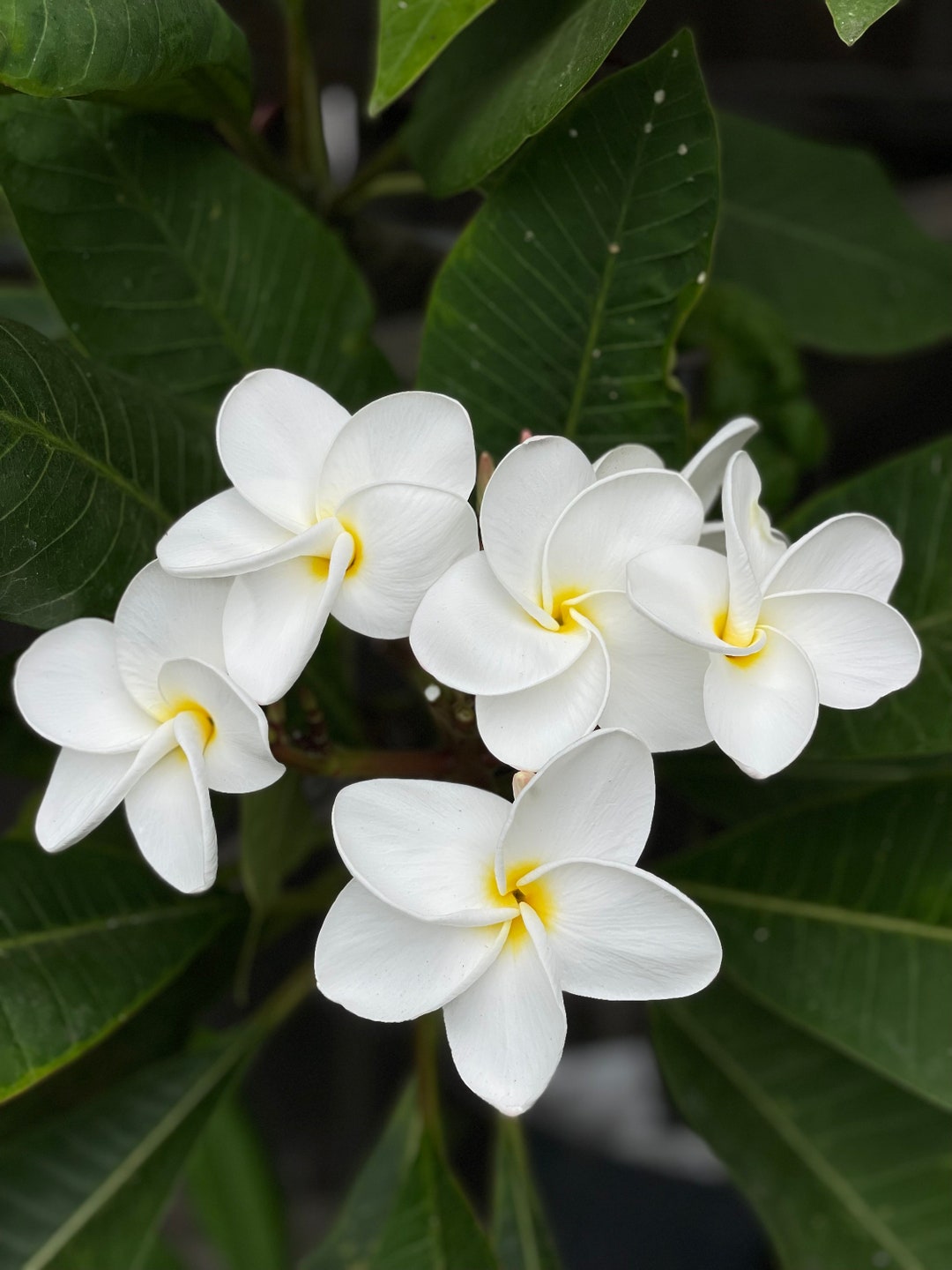 Samoan Fluff Plumeria rooted Plant - Etsy