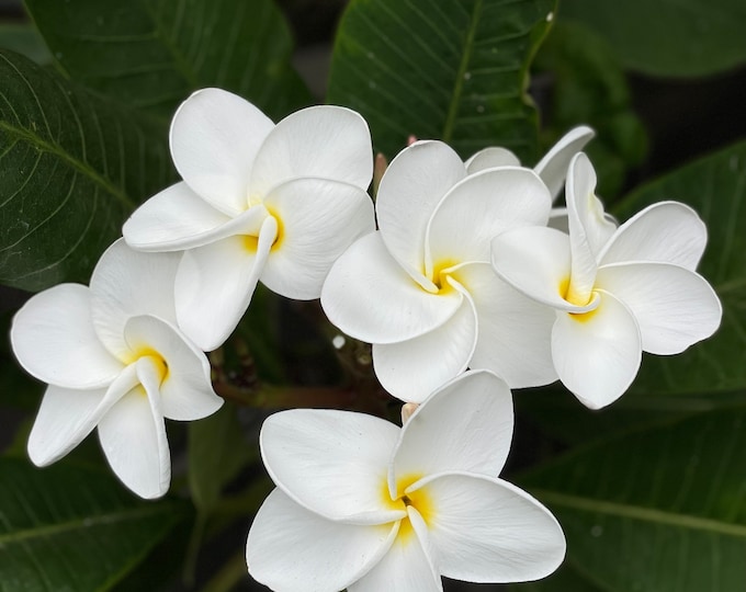 Samoan Fluff Plumeria rooted Plant - Etsy
