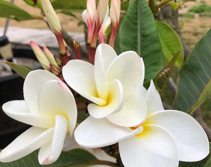 Samoan Fluff Plumeria unrooted Cutting - Etsy