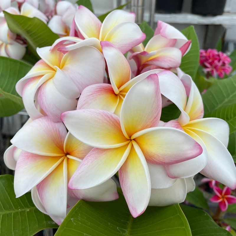 JandJPlumerias - Etsy