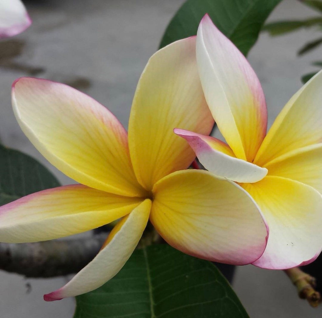 Moragne K.K Plumeria (rooted Plant) - Etsy