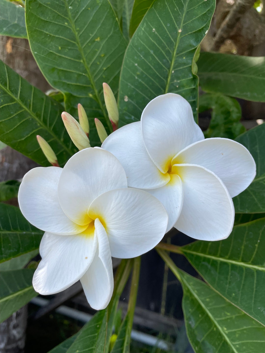 Samoan Fluff Plumeria (rooted Plant) - Etsy