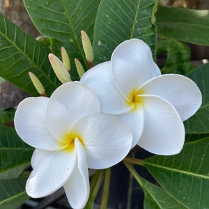 Samoan Fluff Plumeria (rooted Plant) - Etsy