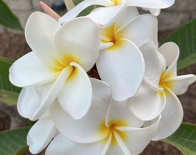 Samoan Fluff Plumeria (R00TED) - Etsy