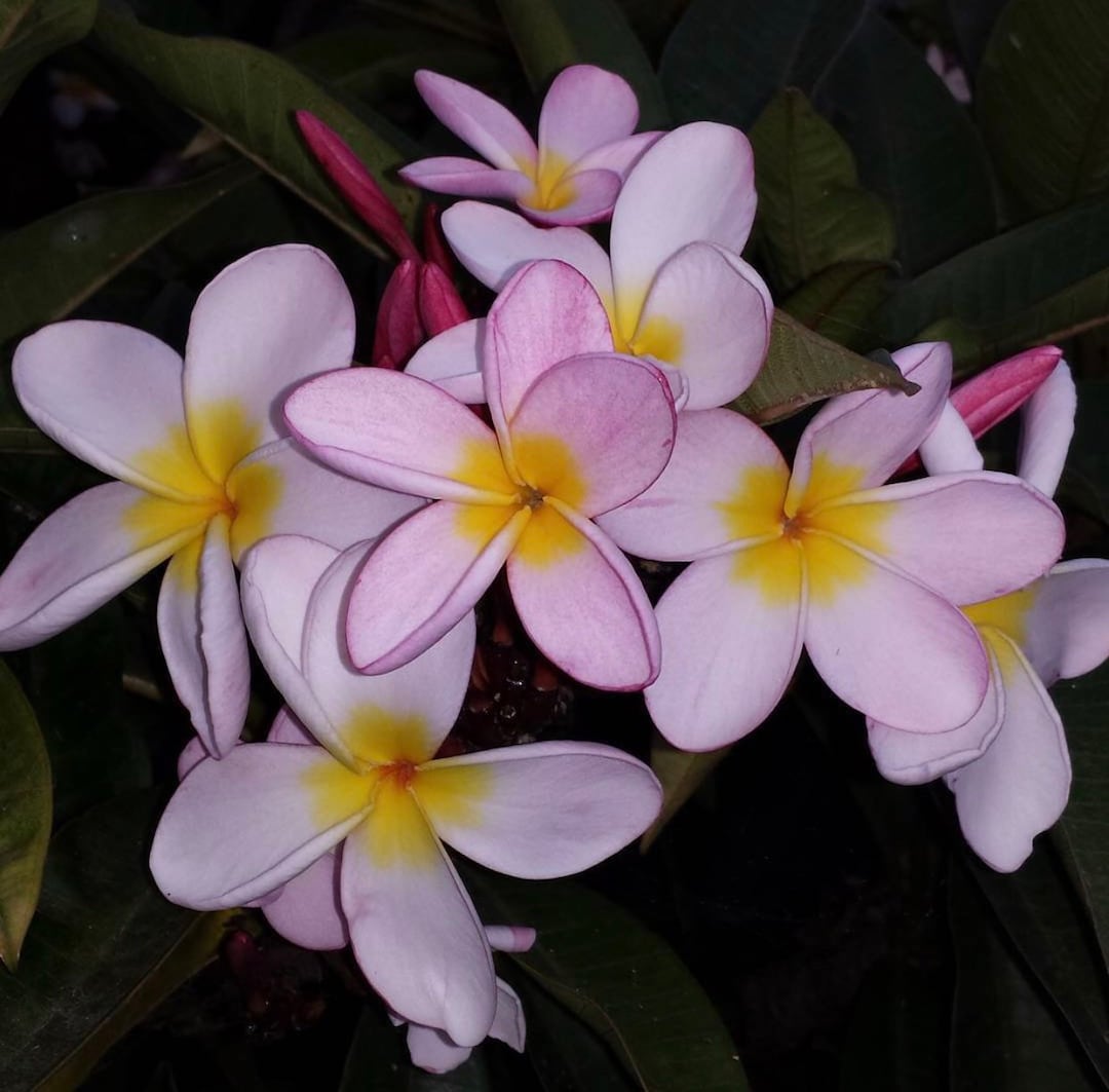 Tillie Hughes Plumeria (rooted Plant) - Etsy