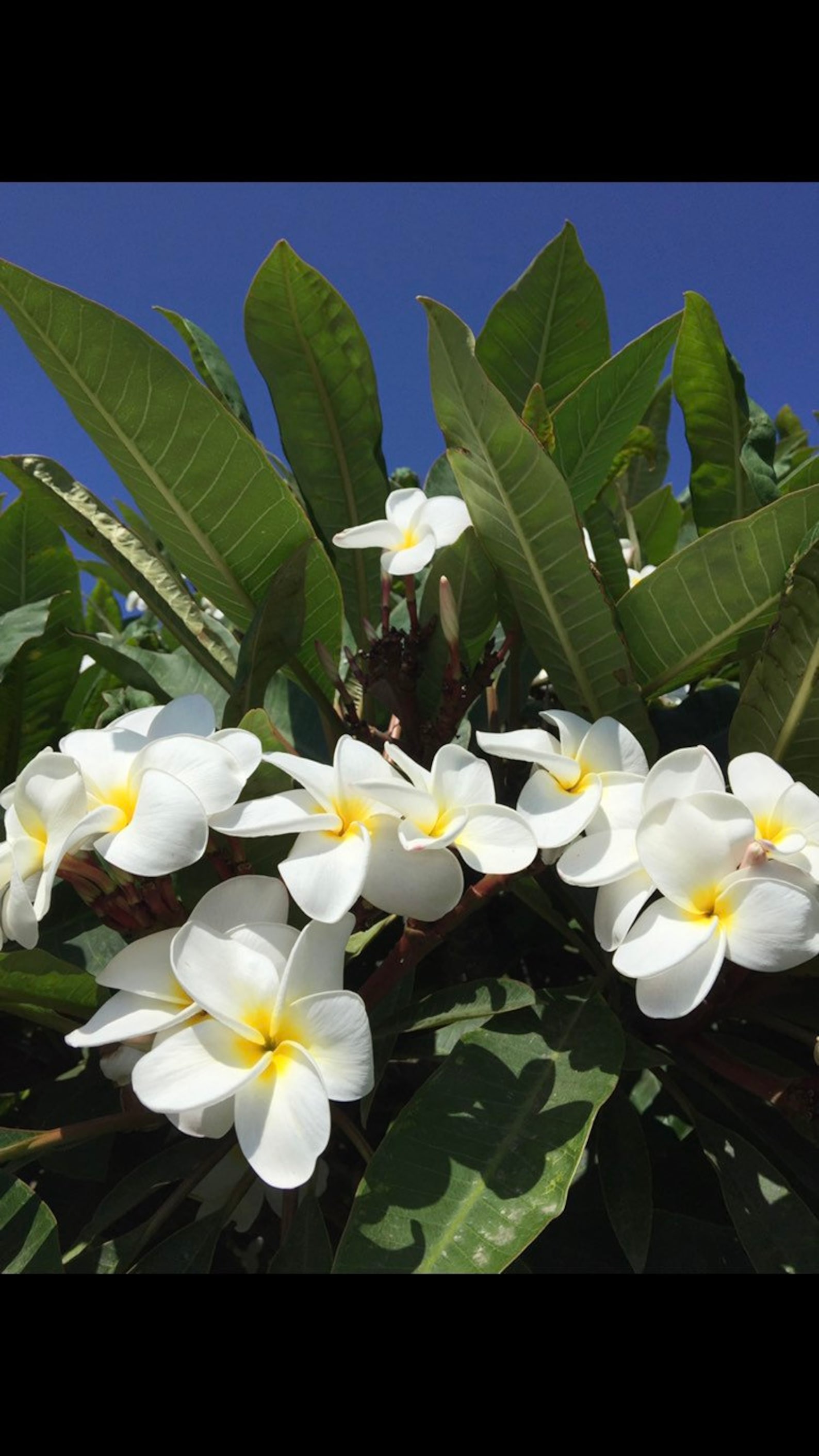 Samoan Fluff Plumeria (rooted Plant) - Etsy