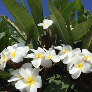 Samoan Fluff Plumeria (unrooted Cutting) - Etsy