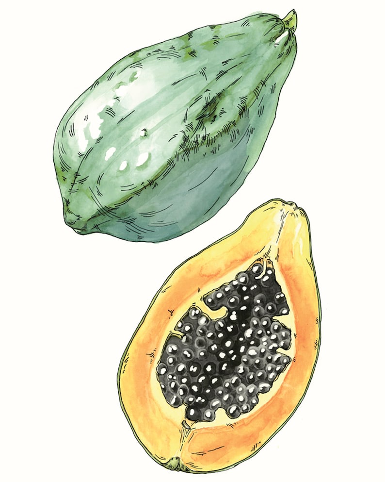 Papaya Poster Botanical Poster Vintage Poster Scandinavian - Etsy