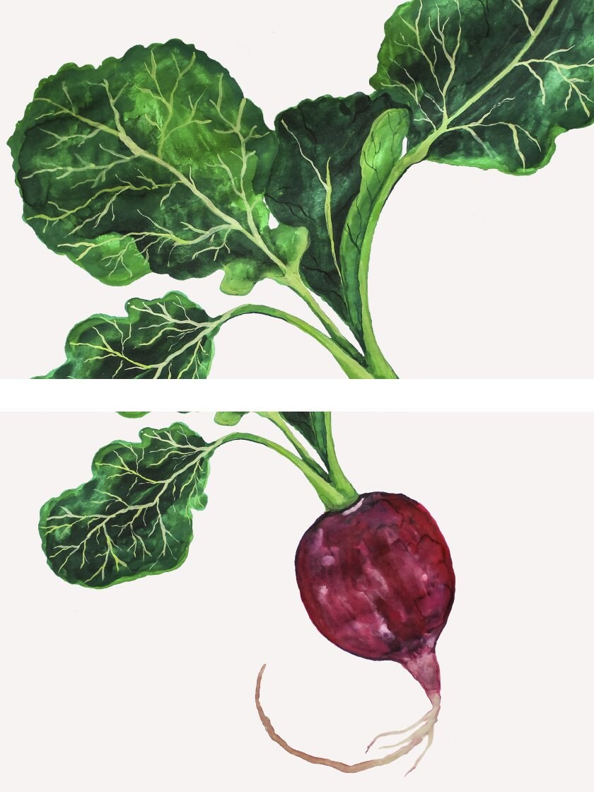 Radish Poster, Botanical Poster, Kitchen Poster, Vegetable Poster ...