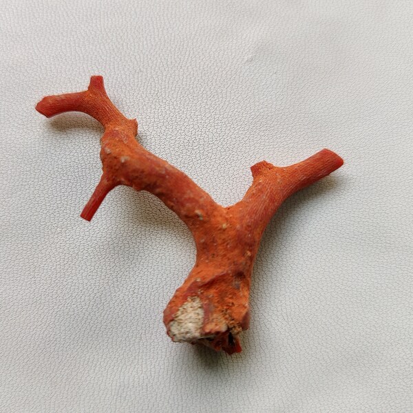 Natural Red Coral - Etsy