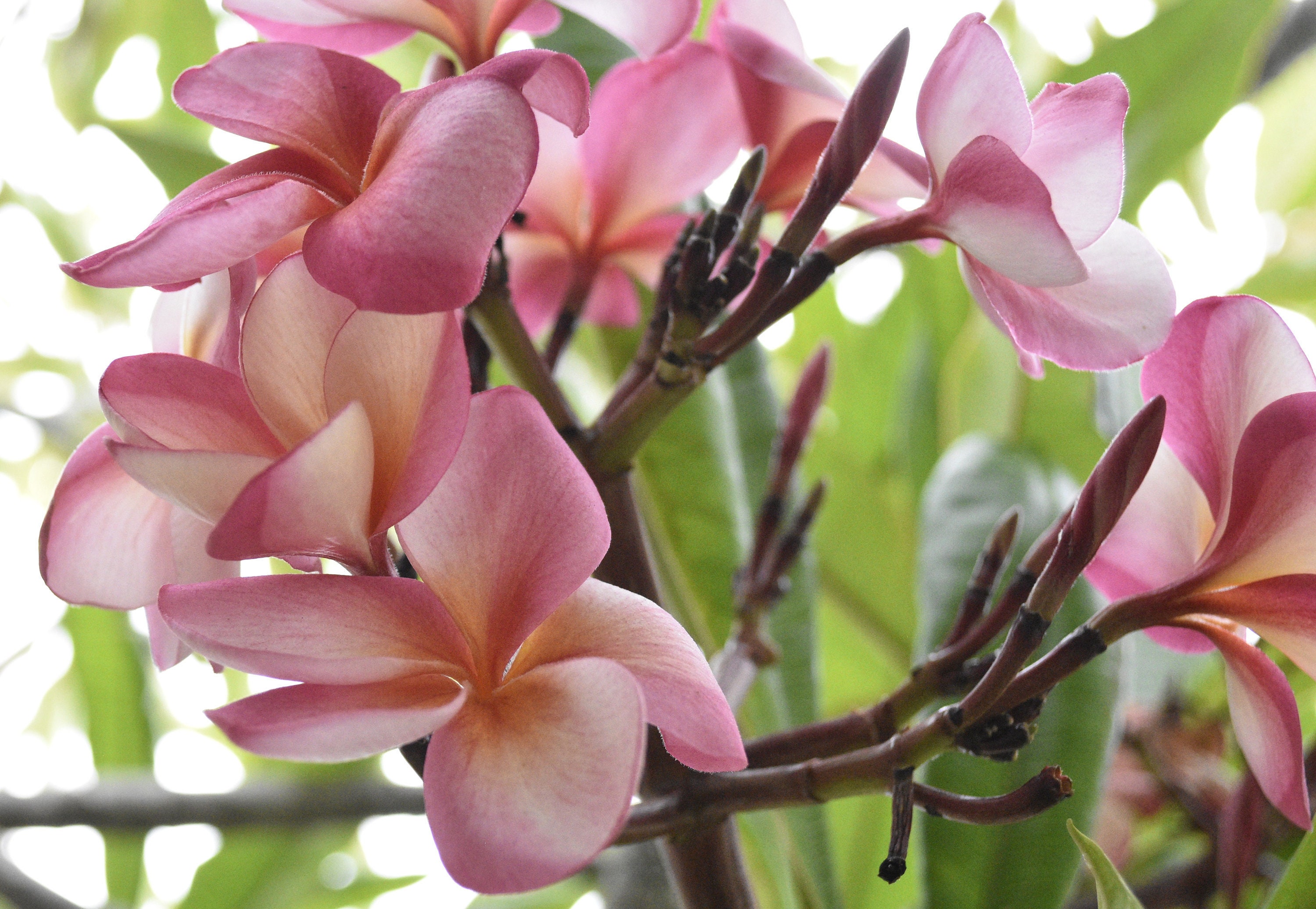 Tropical Plumeria Cuttings, Three Color Flower, Fresh Hawaiian Plants ...