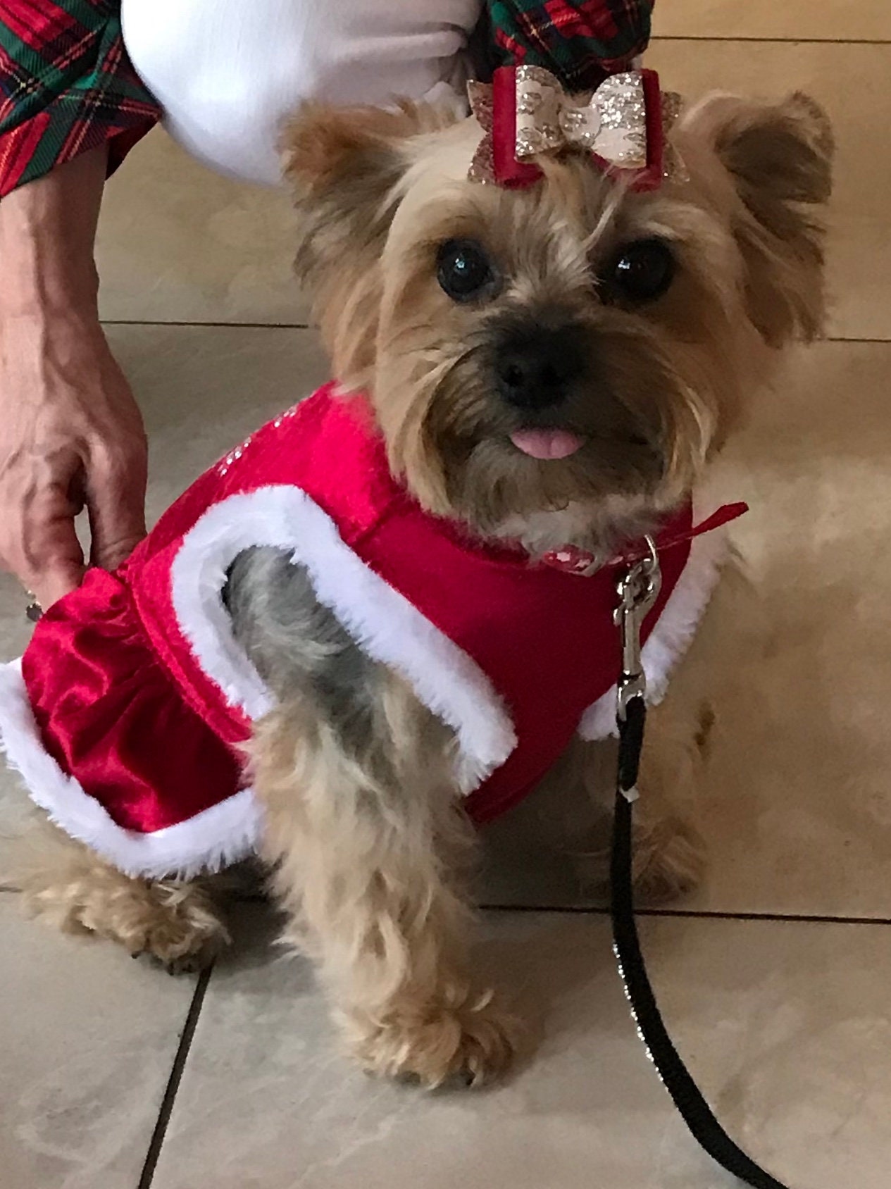 Cute Dog Bows Dog Hair Bows Gold Lace with Red Velvet. Red | Etsy