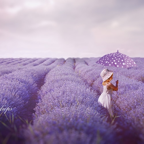 Lavender Spring Digital Photography Backdrop Lavender Field - Etsy