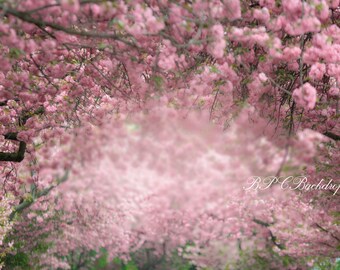 Spring Photography | Etsy