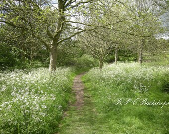 Spring Digital Photography Backdrop Blooming Trees Background | Etsy