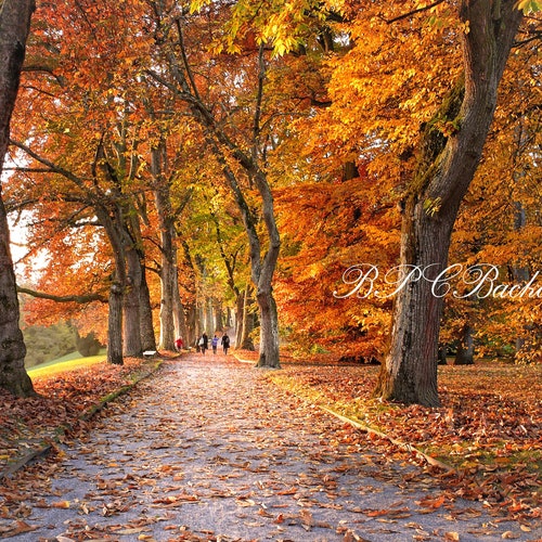 Fall in Love Backdrop Autumn Maple Leaves Background for Fall - Etsy