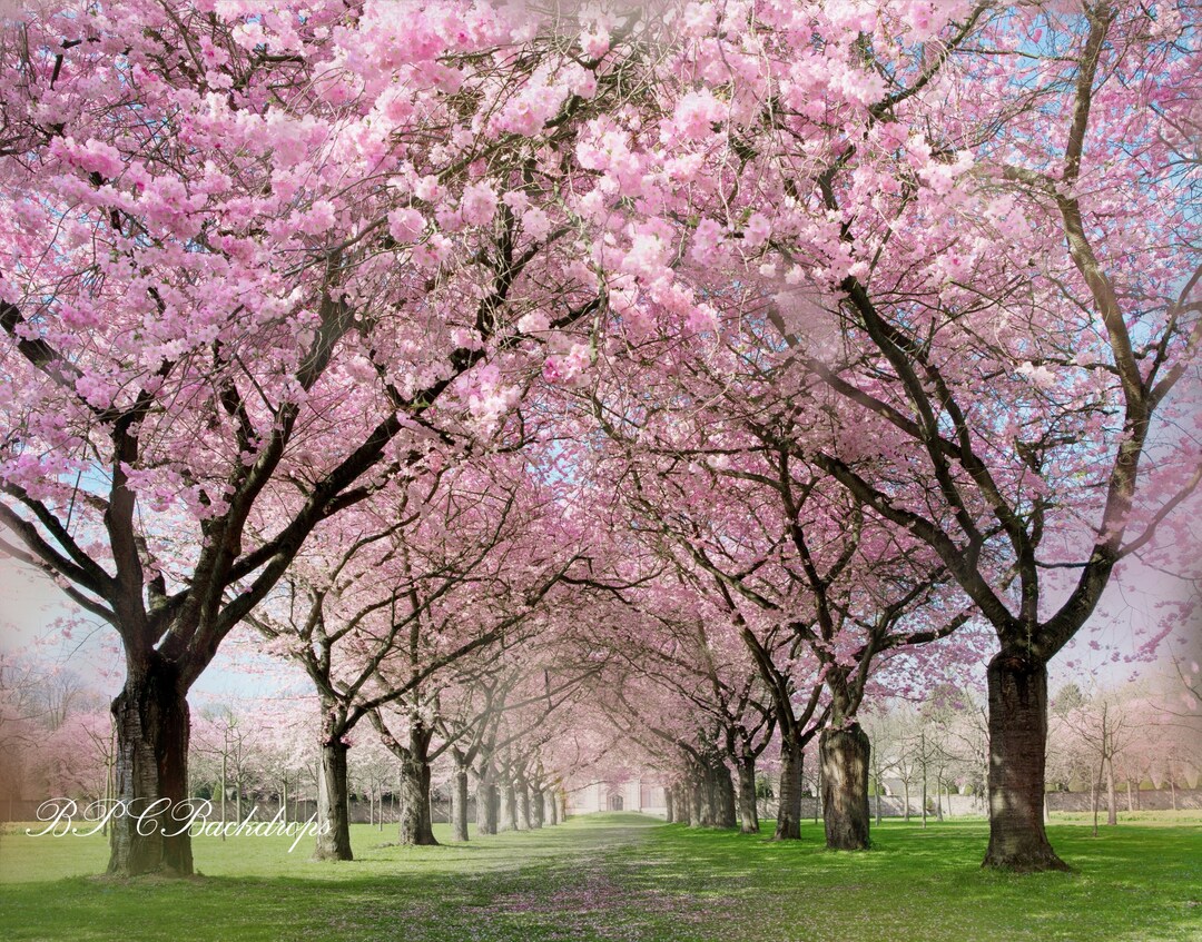 Spring Digital Photography Backdrop, Blooming Trees Background - Etsy