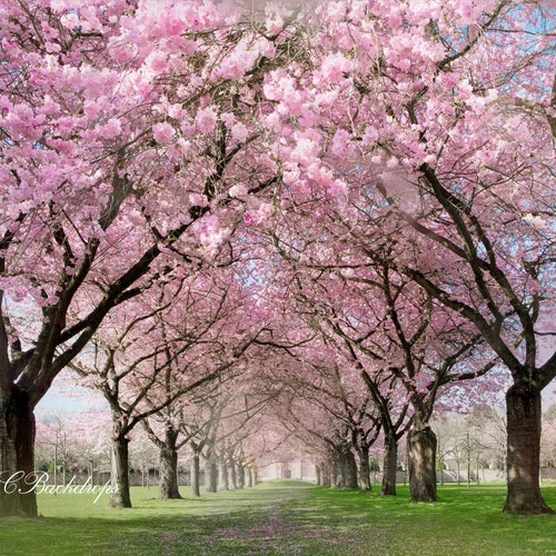 Spring Digital Photography Backdrop Wedding Digital - Etsy