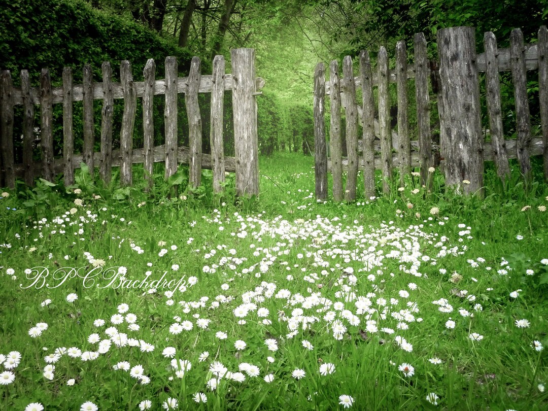 Spring Digital Background, Flower Digital Backdrop, Fence, Daisies ...