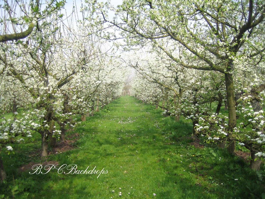 Spring Digital Backdrop, Blooming Tree Digital Background, Blooming ...