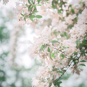 Spring Digital Photography Backdrop, Wedding Digital Background ...