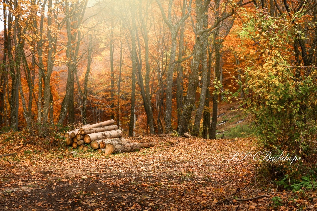 Autumn Digital Backdrop, Fall Digital Background, Forest, Light, Woods ...