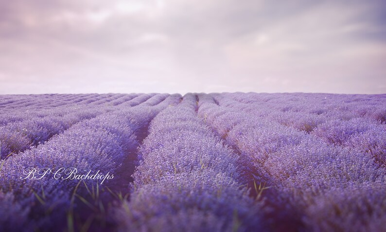 Lavender Spring Digital Photography Backdrop Lavender Field - Etsy