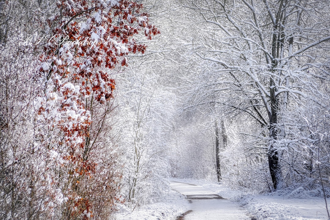 Winter Wonderland Backdrop, Portrait, Winter Christmas Photography ...