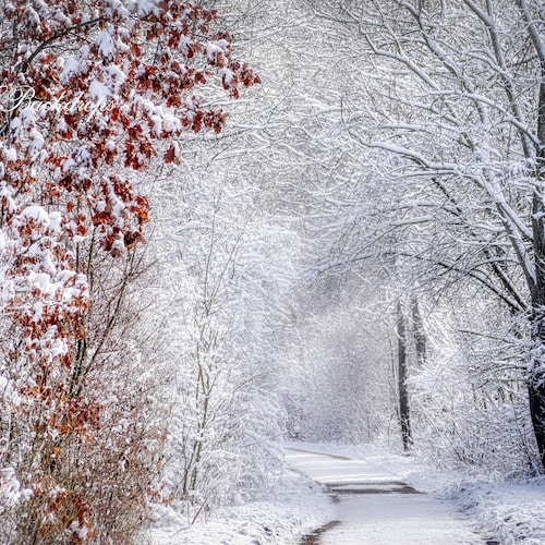 Winter Wonderland Backdrop Portrait Winter Christmas | Etsy