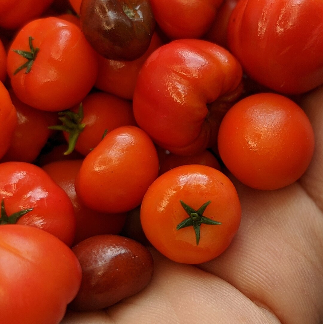Tomatoes 1/6 1/12 Miniature Tomato Miniature Vegetables Doll House ...