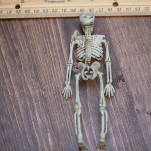Miniature Plastic Skeleton for Dollhouse Crafts - Etsy