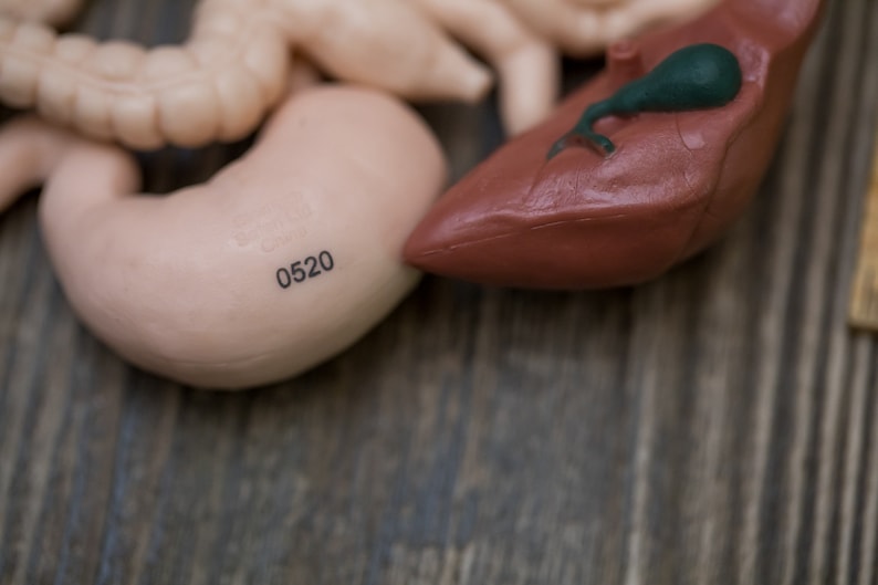 Human Body Parts Ornament Organ Ornament Horror Ornament | Etsy